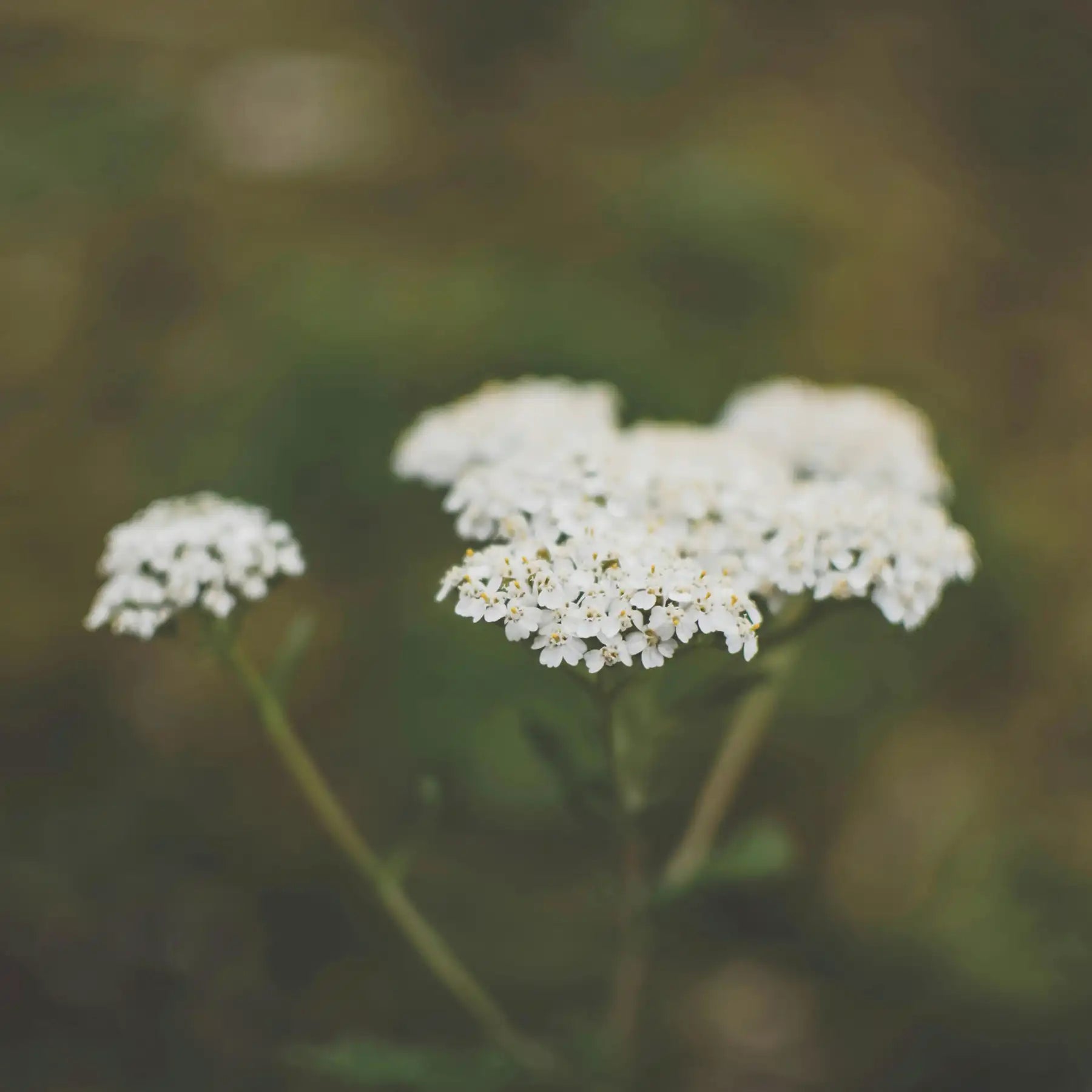 Tisana Achillea parti aeree fiorite sfuse – Solimè