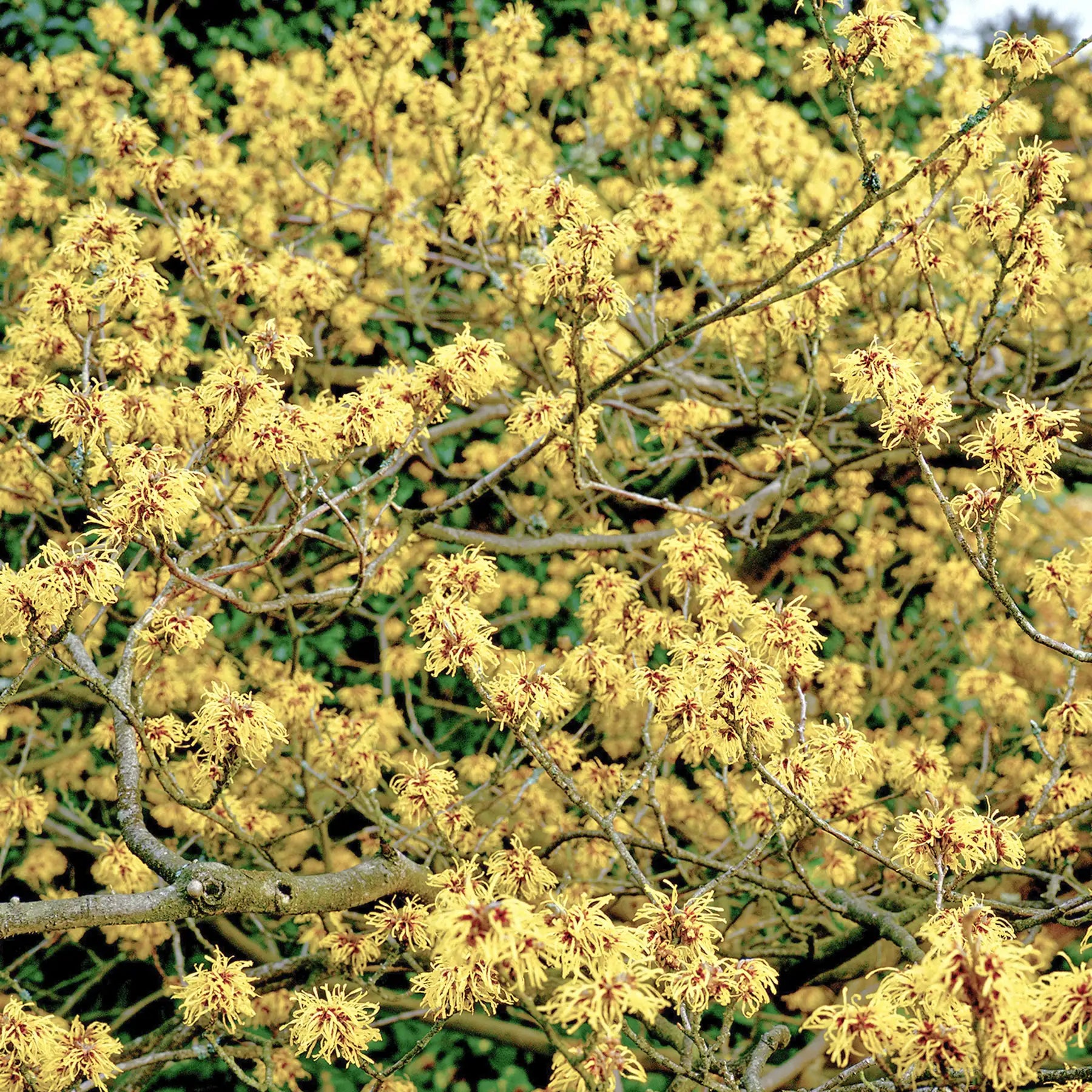 UniQuattro Amamelide ultra-concentrato – Solimè