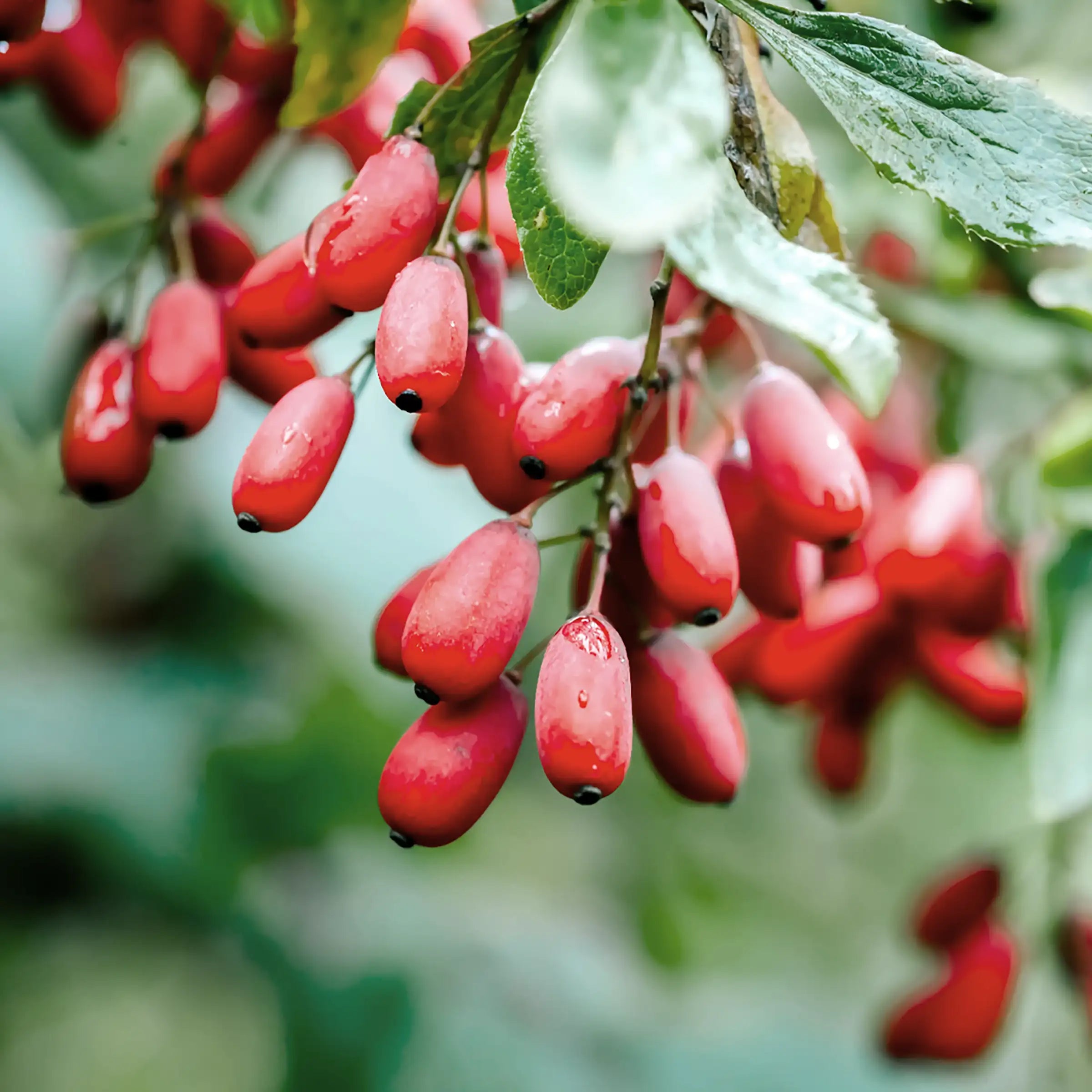 HDL Plus - Integratore a base naturale – Solimè