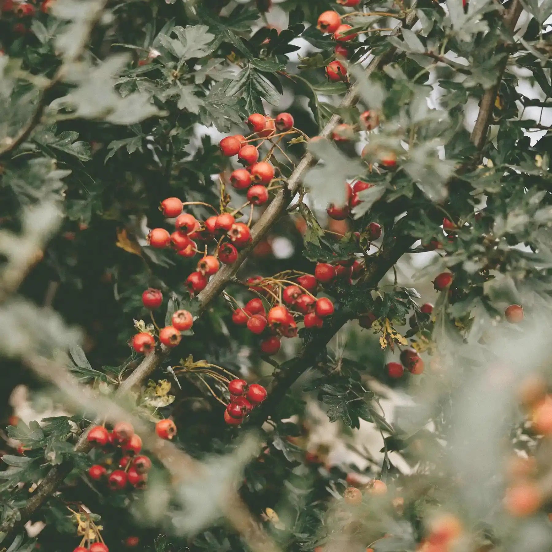 Tisana Biancospino fiori e foglie sfuse – Solimè