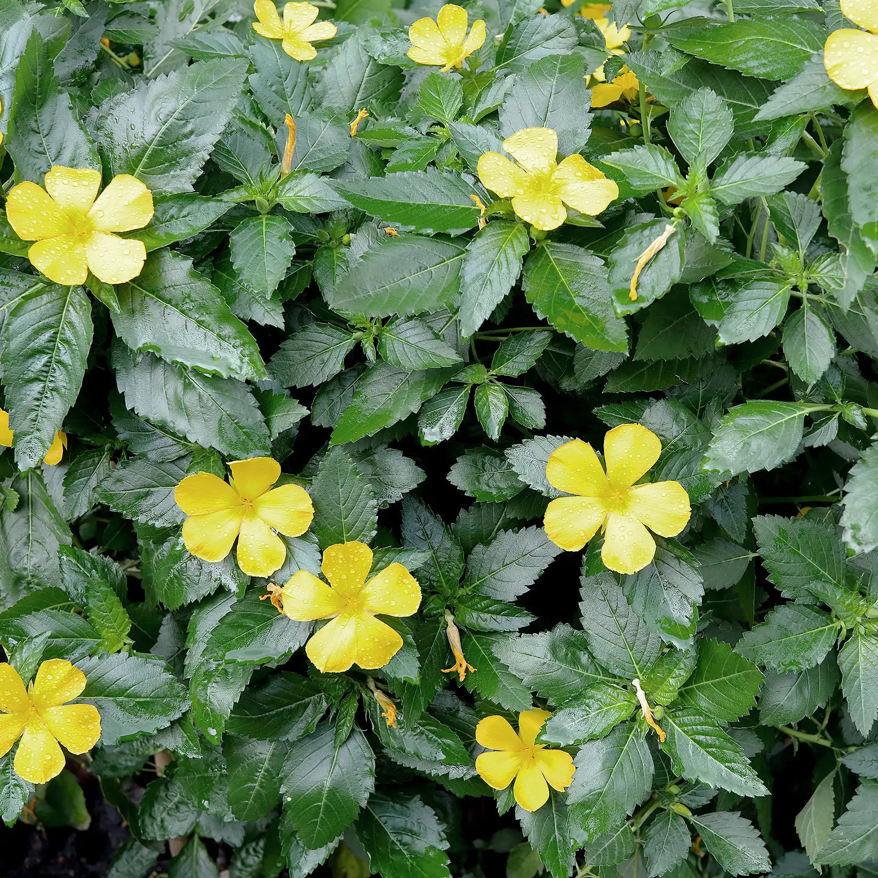Tisana Damiana foglie sfuse – Solimè