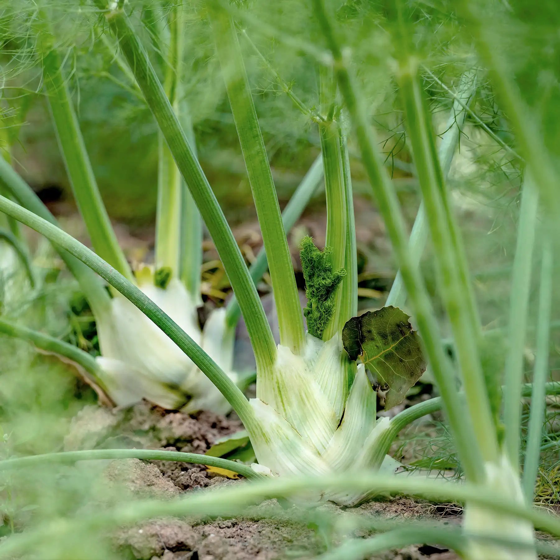 UniQuattro Finocchio ultra-concentrato – Solimè