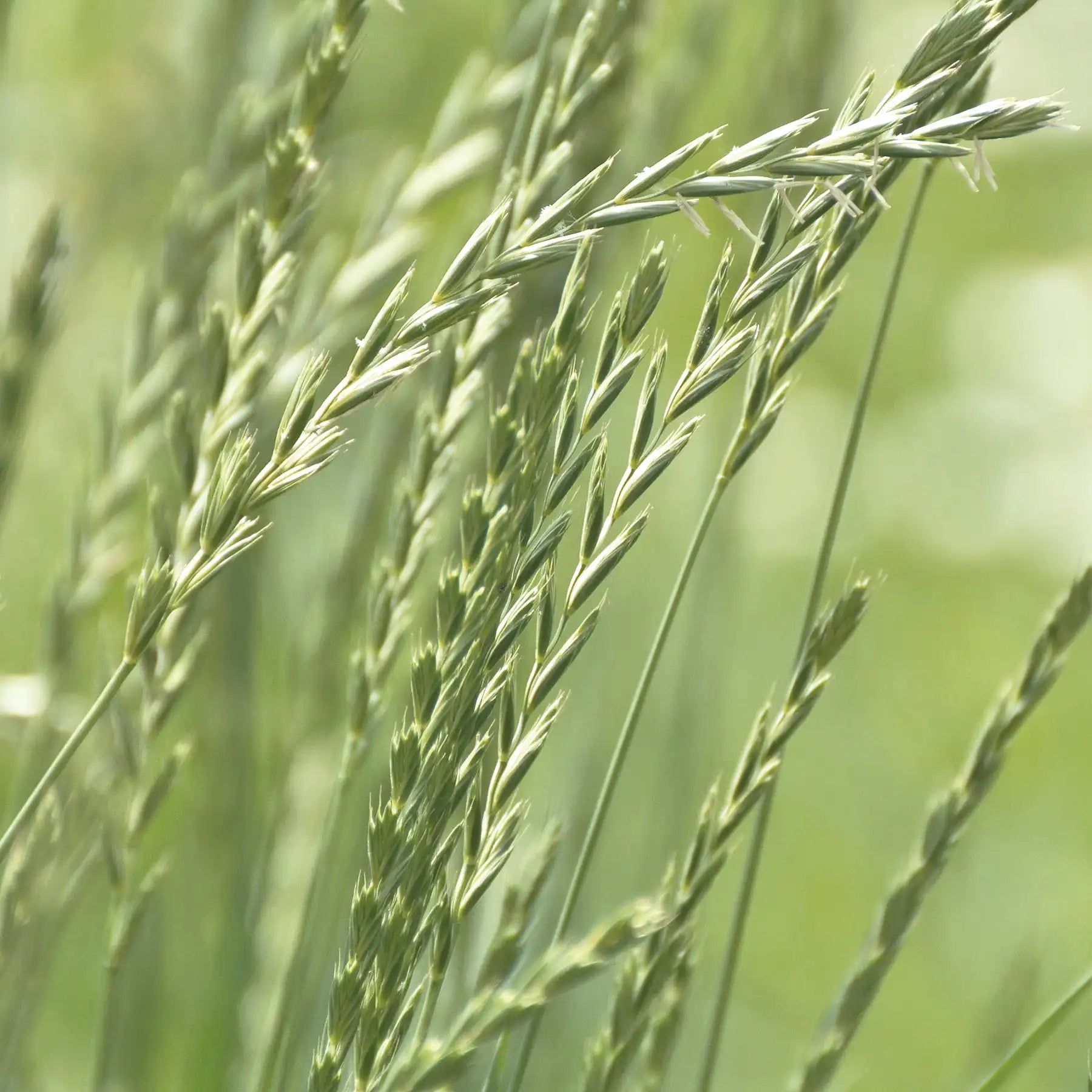 Tisana Gramigna rizoma sfusa – Solimè