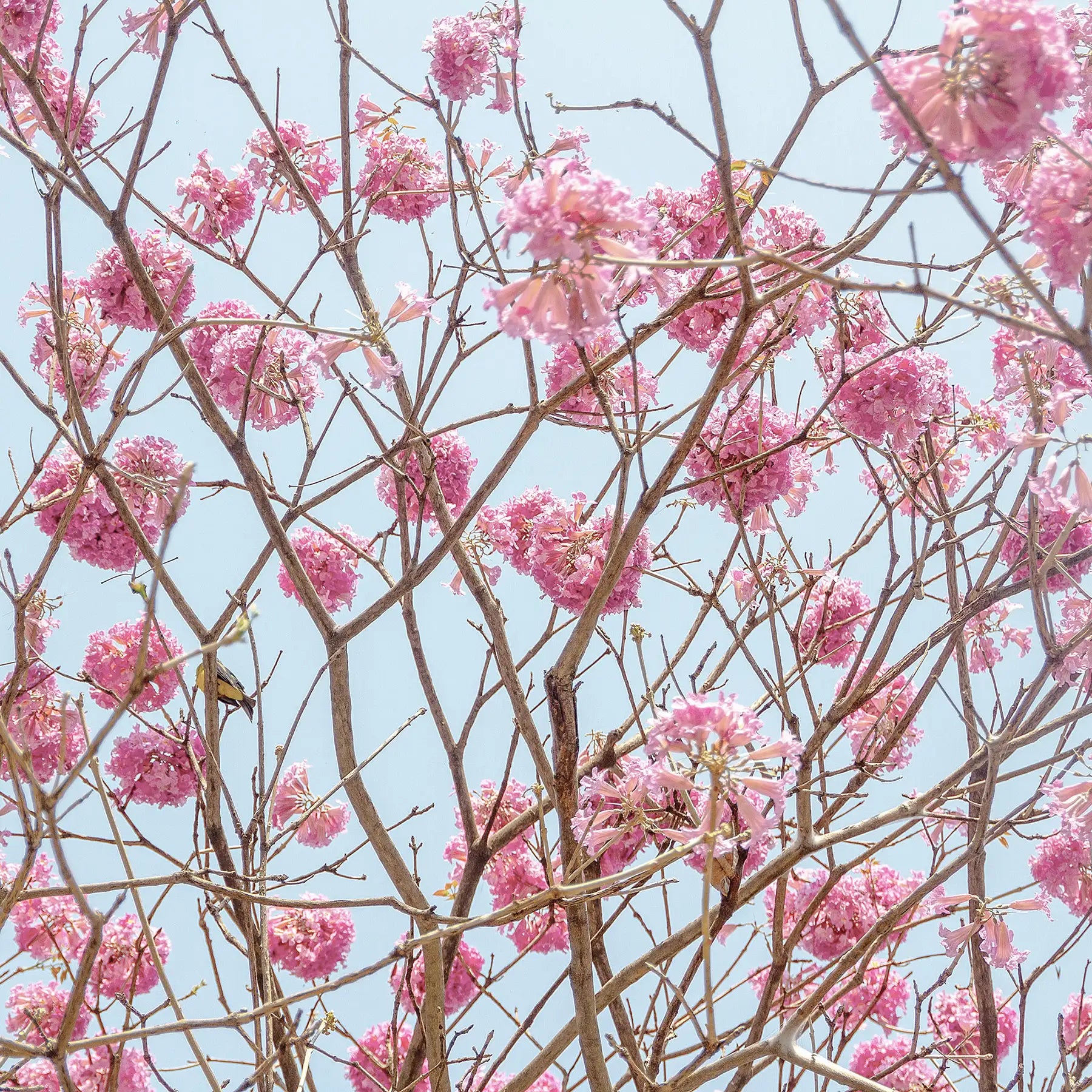 UniQuattro Ipe Roxo ultra-concentrato – Solimè