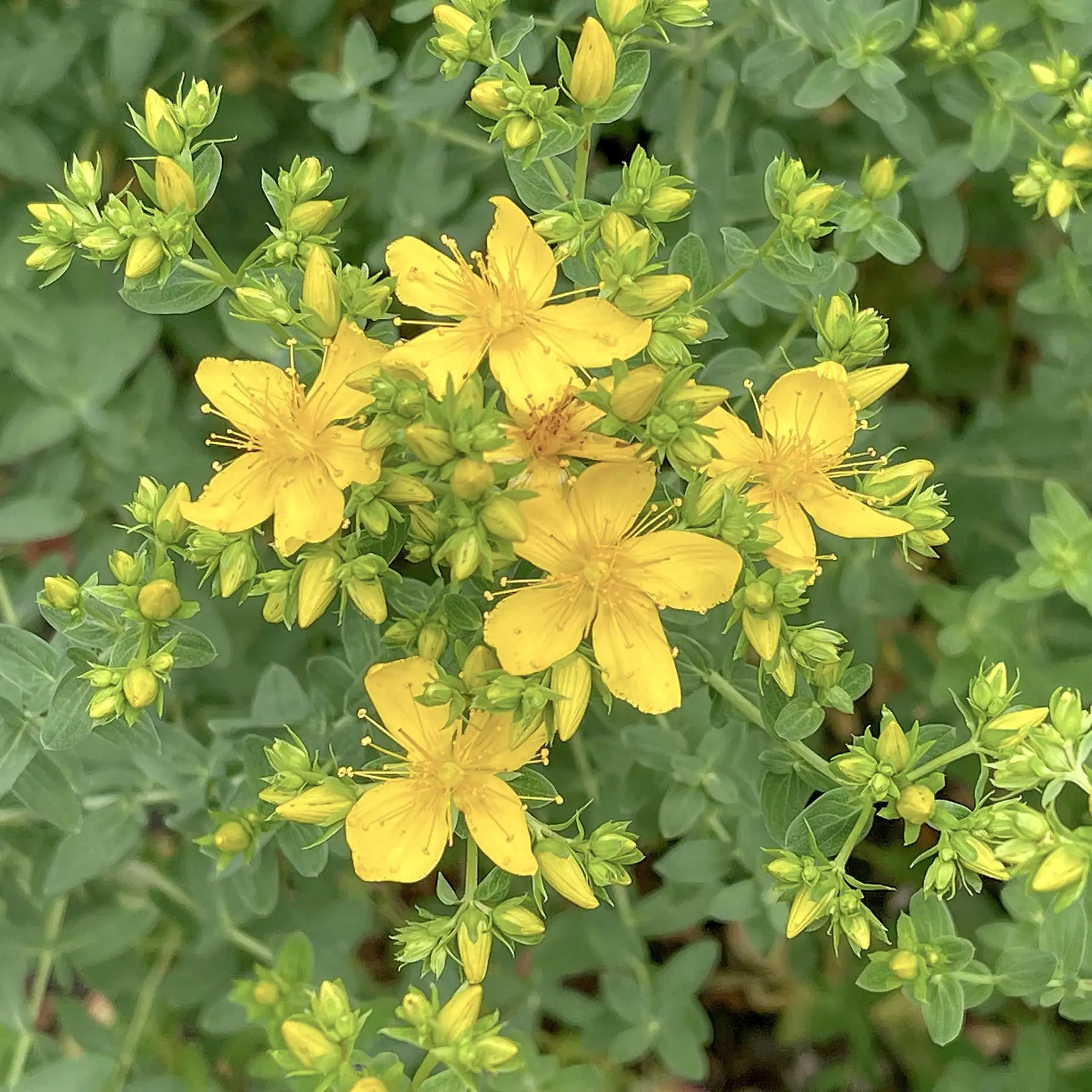 UniQuattro Iperico ultra-concentrato – Solimè