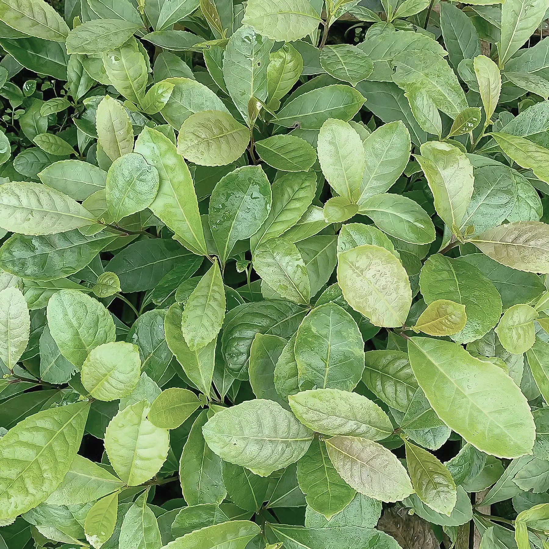 Tisana Matè foglie sfuse – Solimè