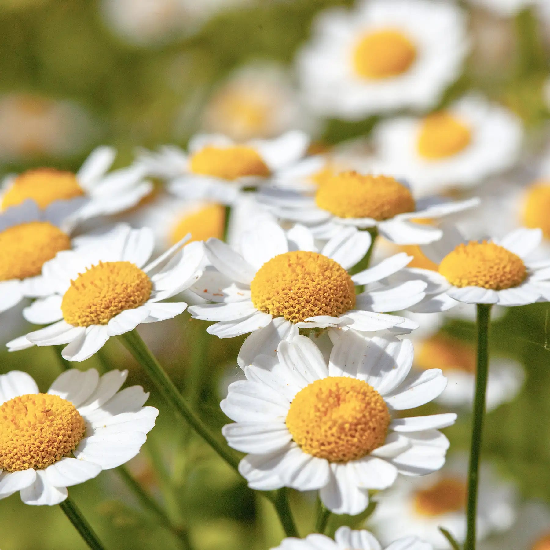 UniQuattro Partenio ultra-concentrato – Solimè