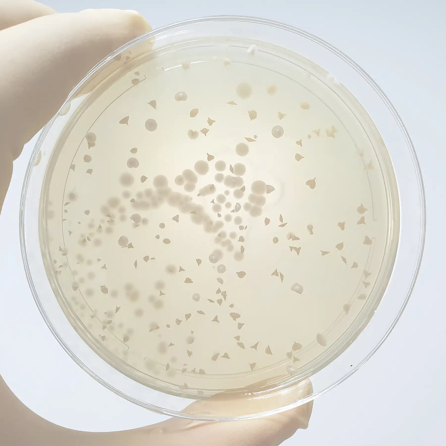 Probio 4 mld - Integratore a base naturale – Solimè