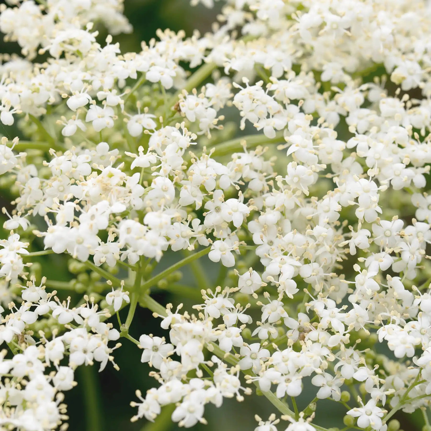 Tisana Sambuco fiori sfusi – Solimè