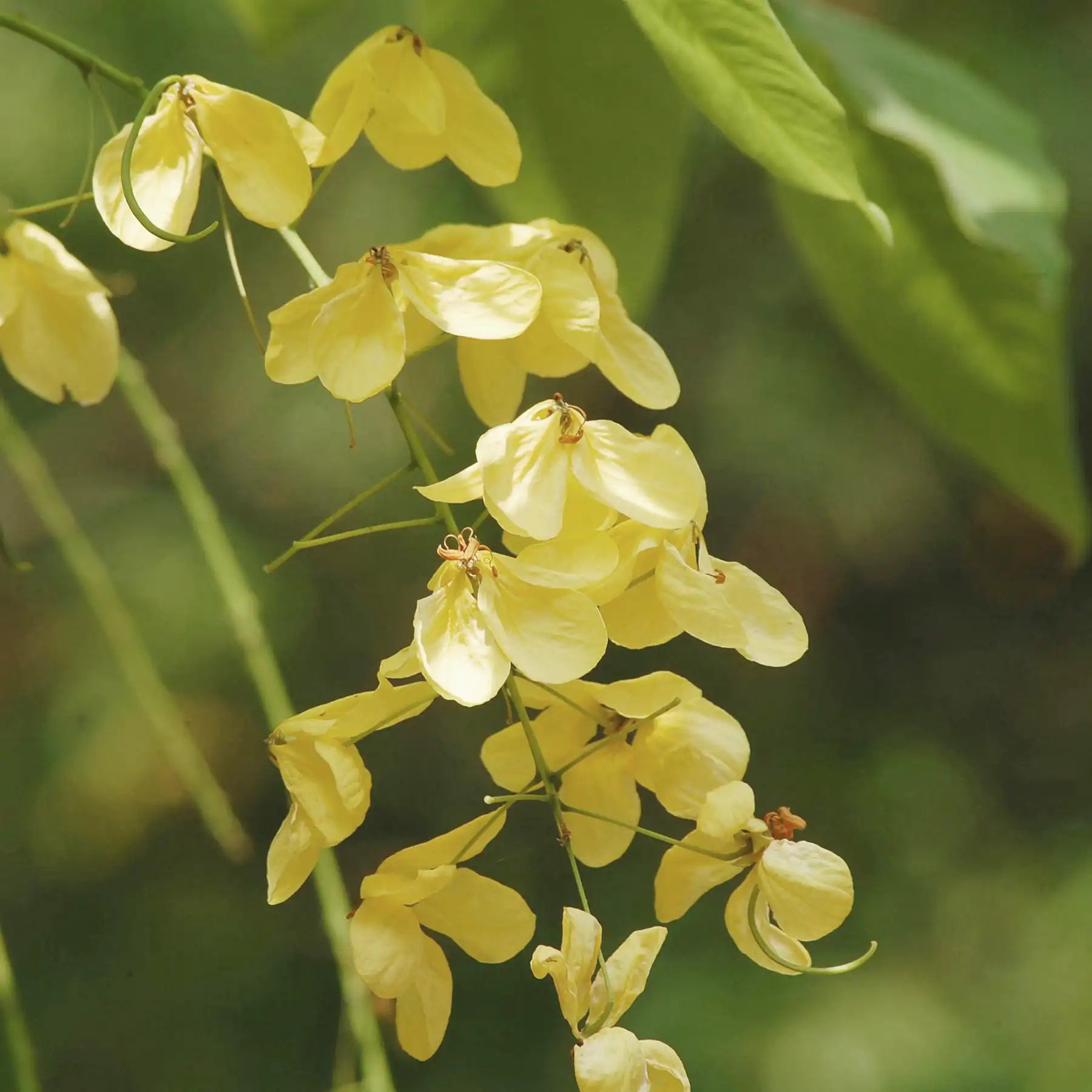 Tisana Senna foglie sfuse – Solimè