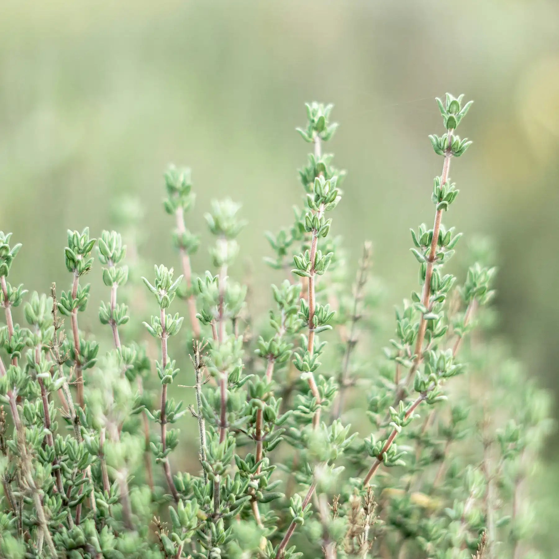 Tisana Timo Volgare foglie sfuse – Solimè