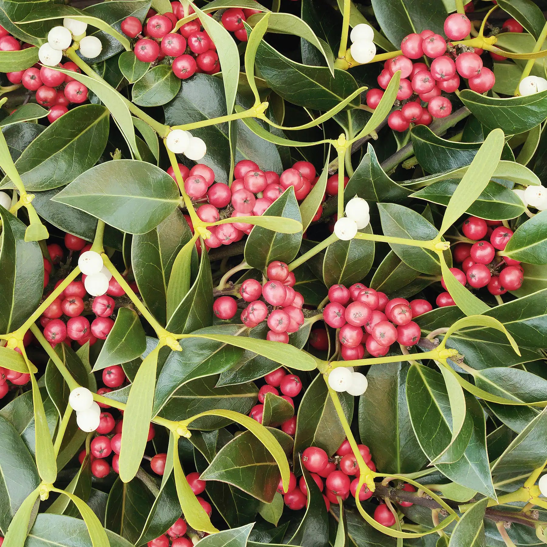 Tisana Vischio foglie sfuse – Solimè